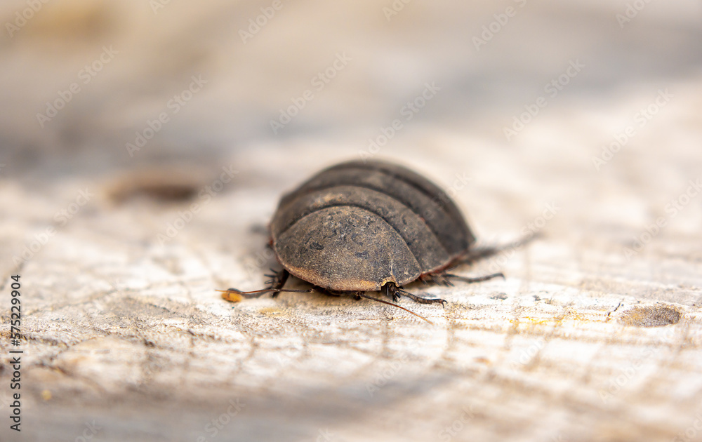 Turkmen cockroach - turtle. A striped cockroach that sits and crawls on ...