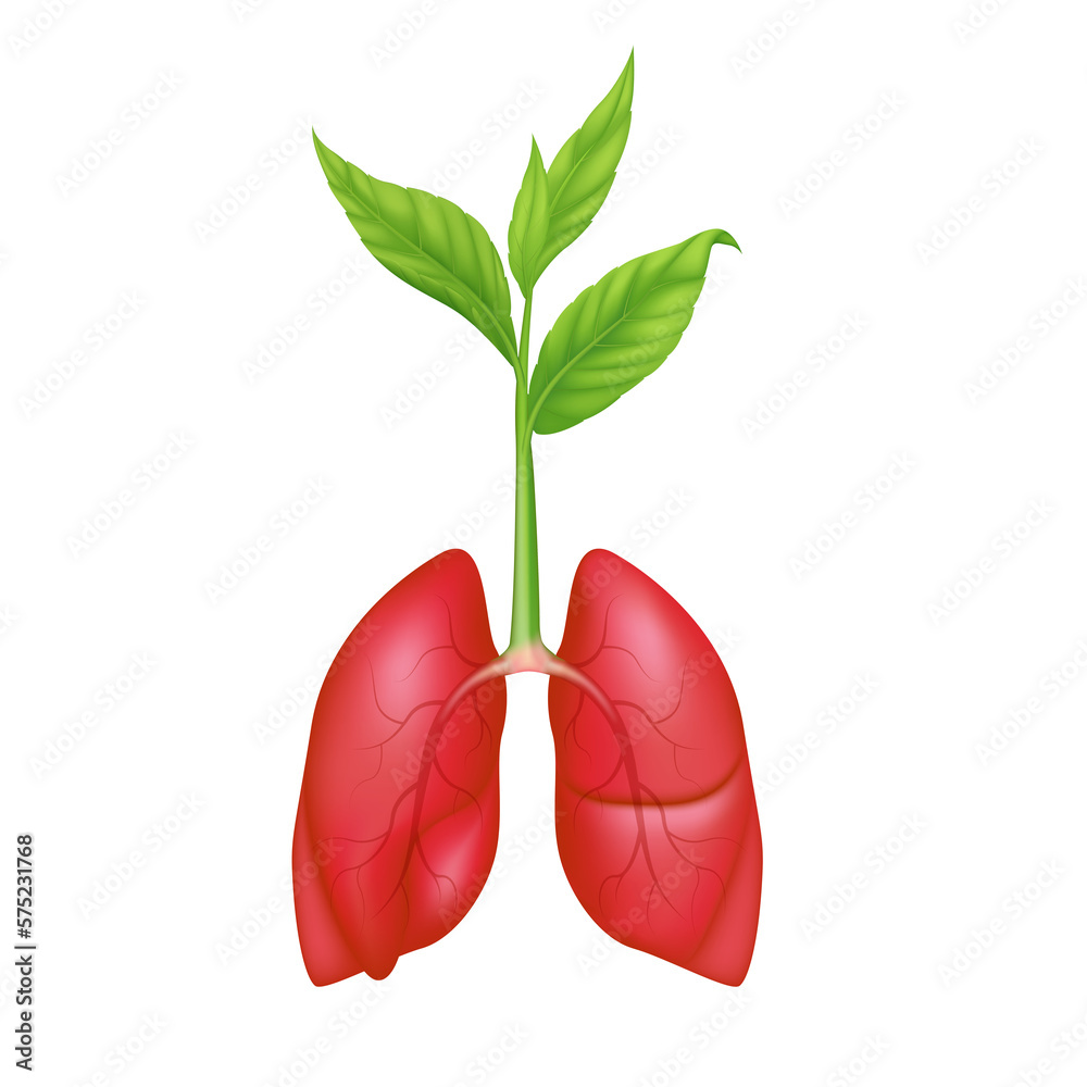 Human lungs anatomy and tree green. Design like healthy lung. Health ...