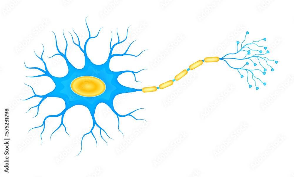 Anatomy of a typical human neuron. Medical concept. Realistic 3D file ...