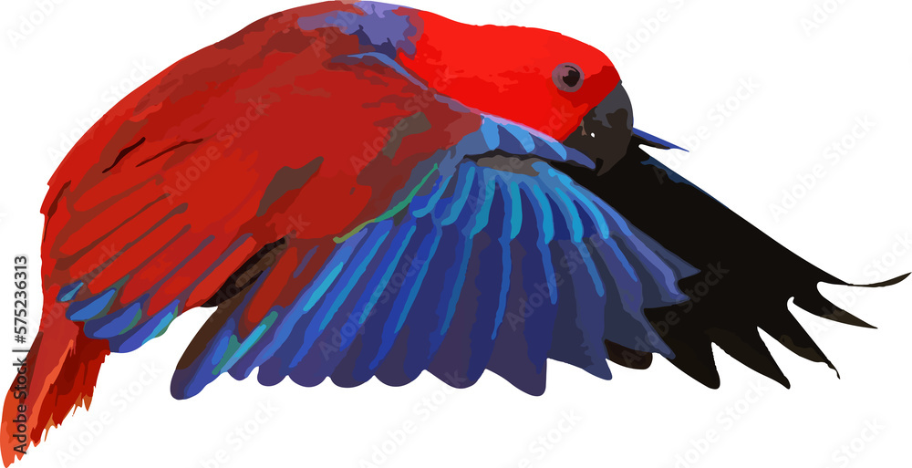 Colorful Eclectus parrot flying isolated on transparent background ...