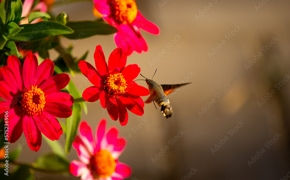 Hummingbird hawk-moth hovering over flower. The butterfly flies over ...