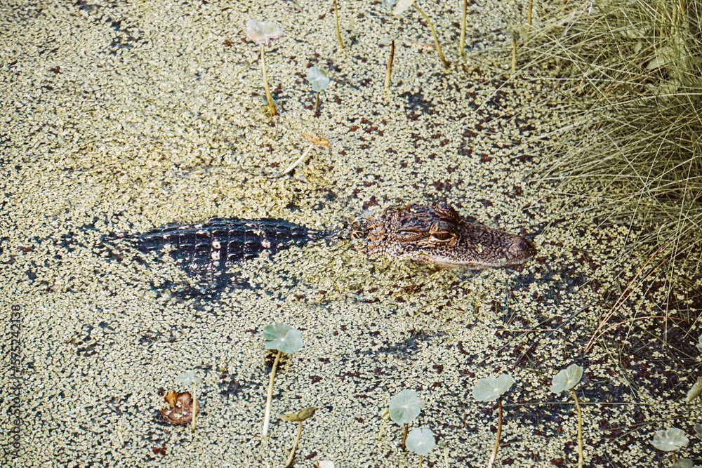 Alligator playing peek a boo Stock Photo | Adobe Stock