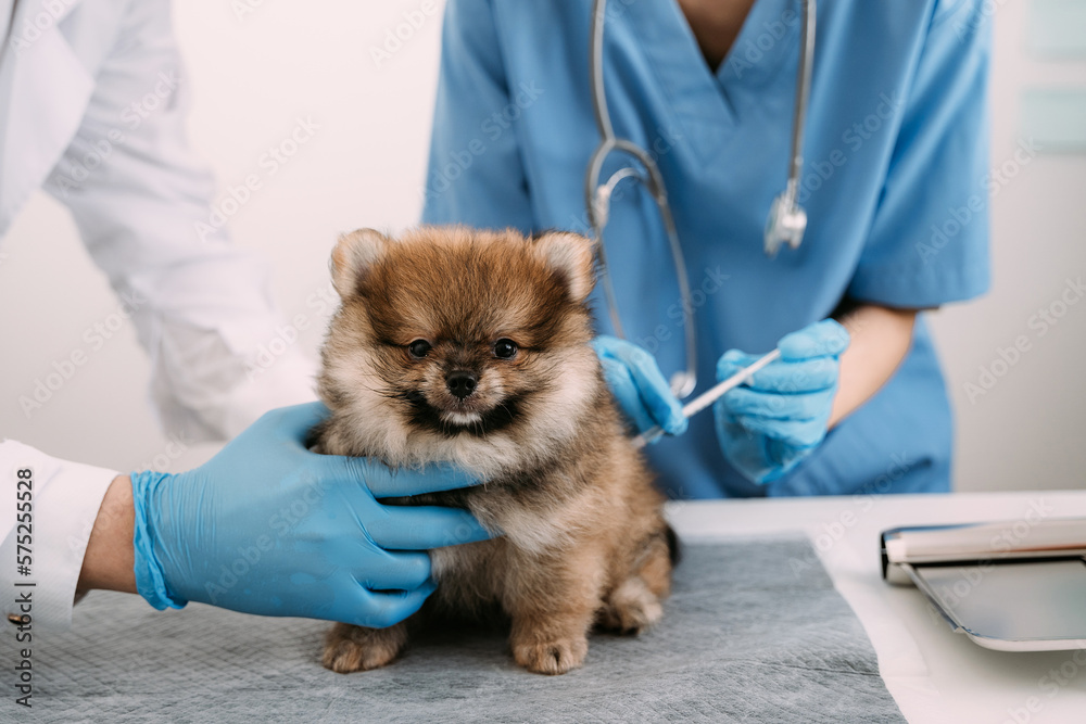 Veterinary laboratories - Injection dogs. Stock Photo | Adobe Stock