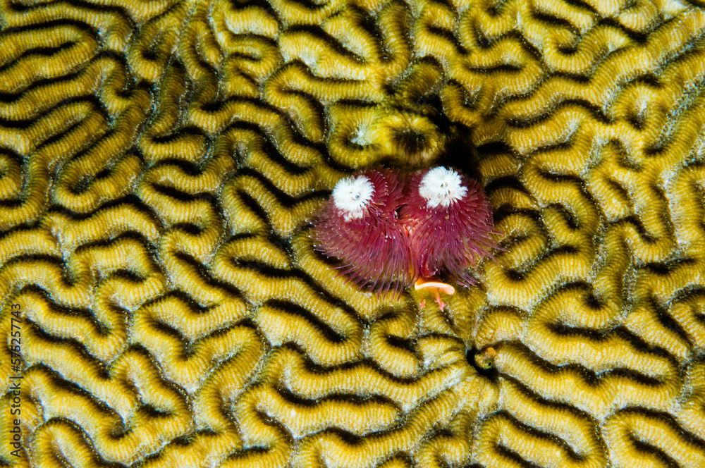 Christmas Tree Worm (Spirobranchus giganteus) filter feeding while ...