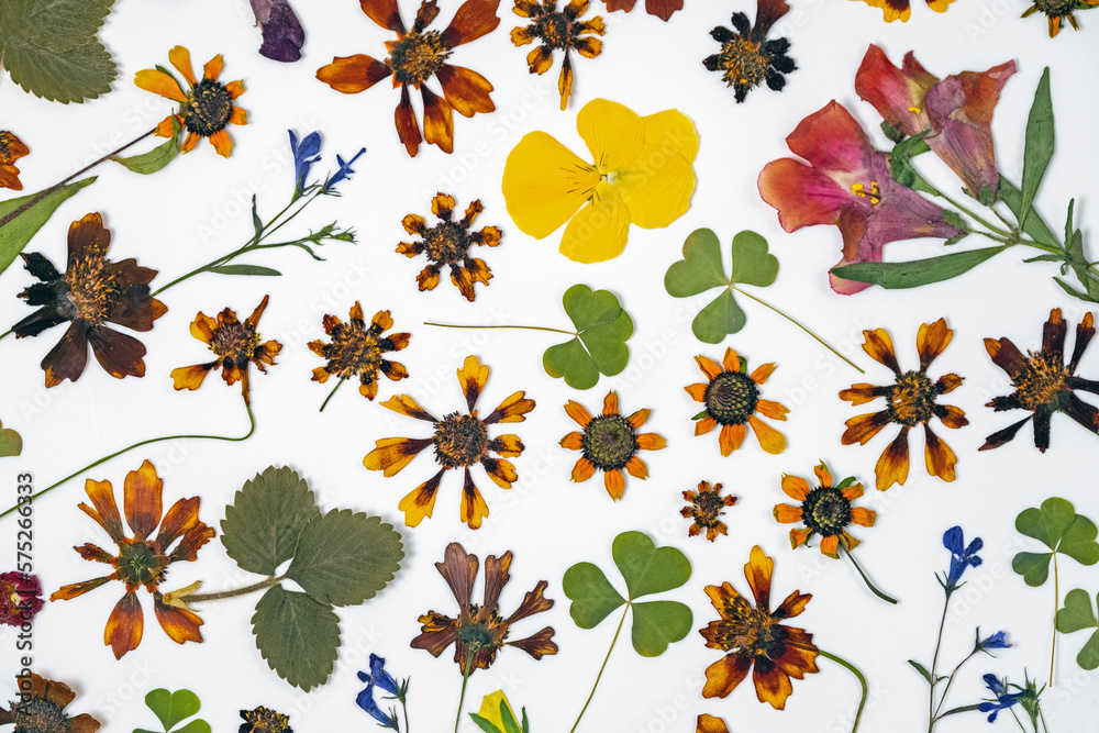 Floral abstract background with dried meadow flowers top view. Craft ...