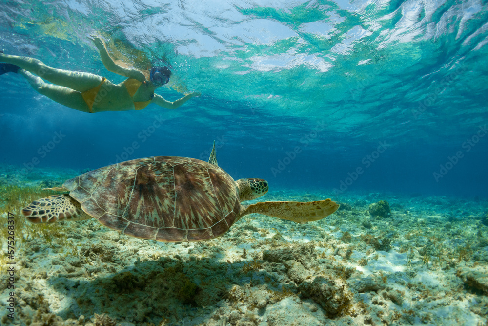 Snorkeling woman and sea turtle. Tourist activity snorkeling with ...