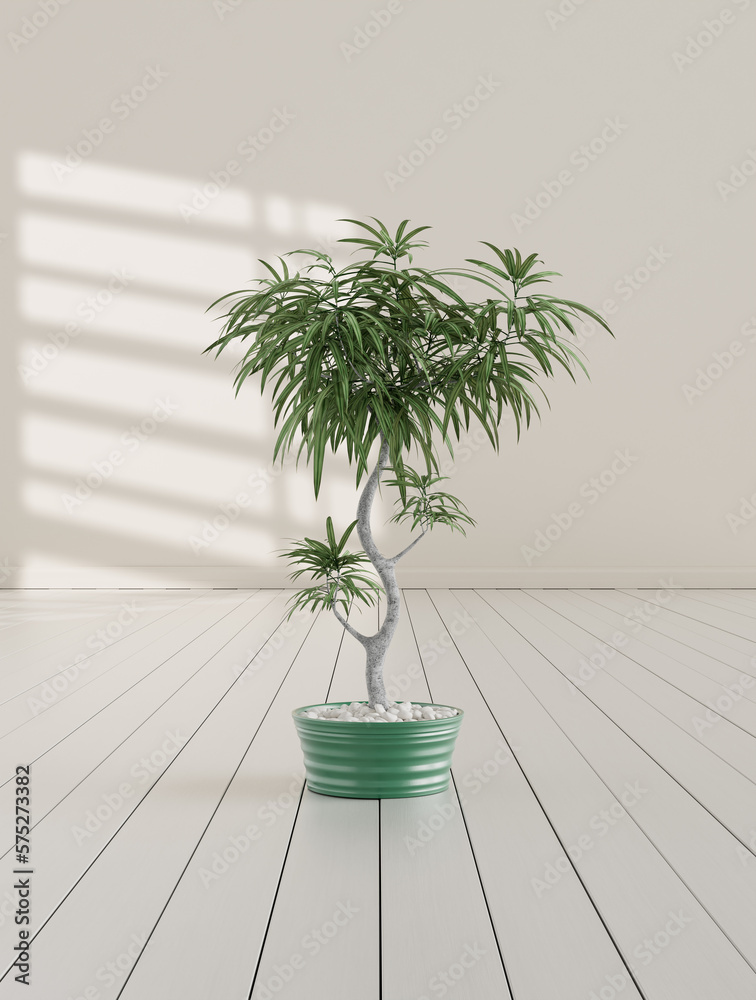 A potted plant, a long-leaf fig in an empty room. Single plant, a long ...