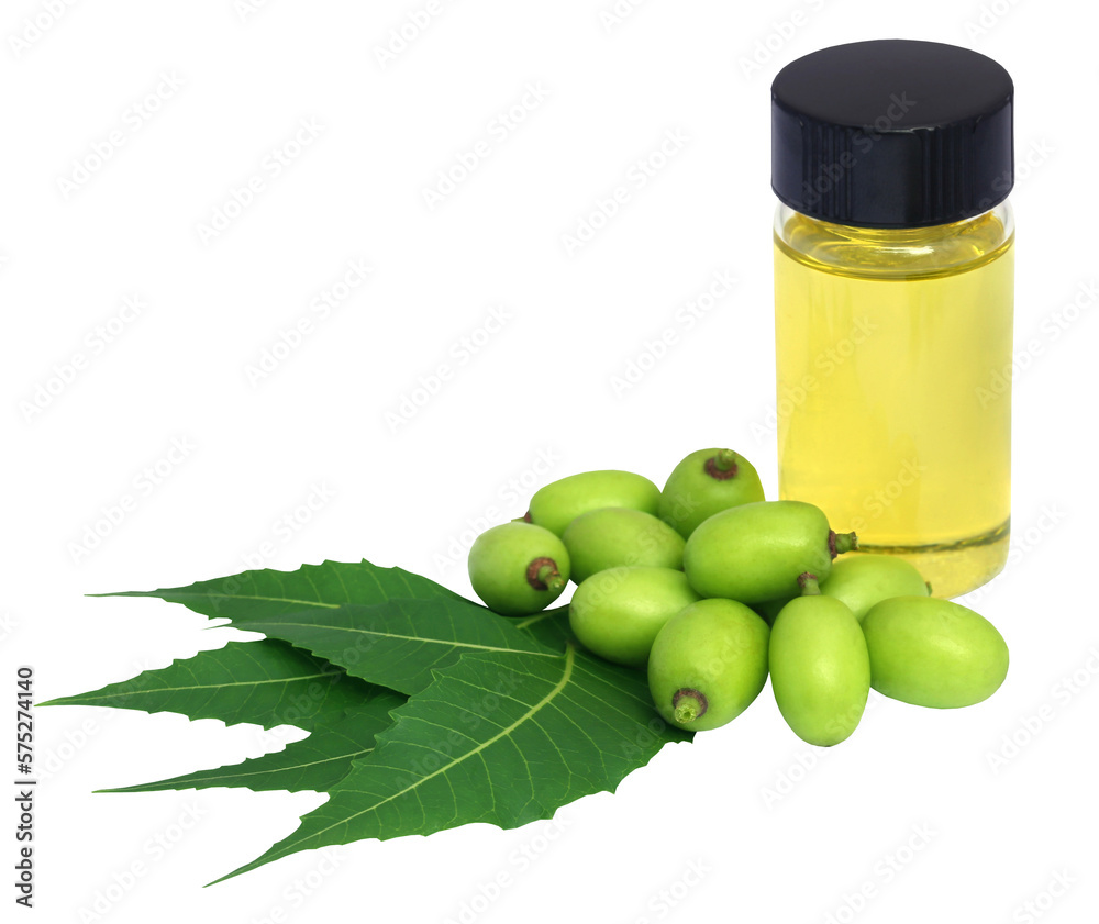 Medicinal neem extract with fruits and leaves Stock Photo | Adobe Stock