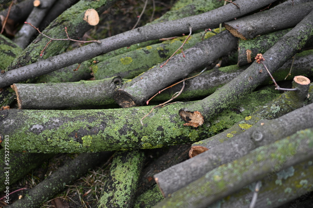 spring pruning of trees, cut tree trunks, moss-covered arbor trunks ...