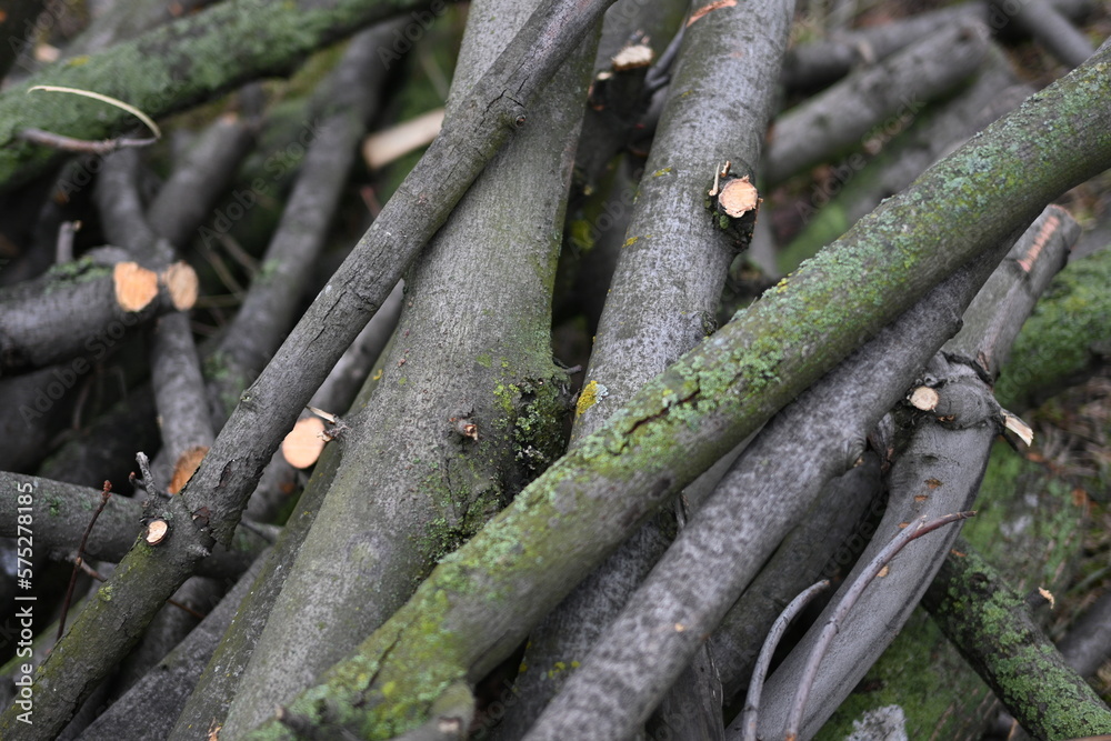 spring pruning of trees, cut tree trunks, moss-covered arbor trunks ...