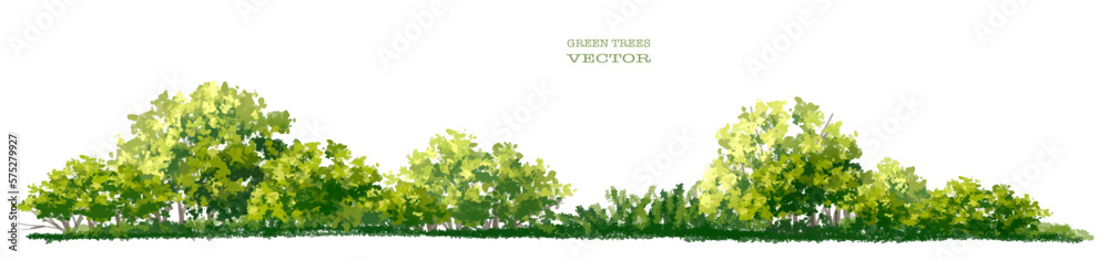 Vector watercolor of green grass side view isolated on white background ...