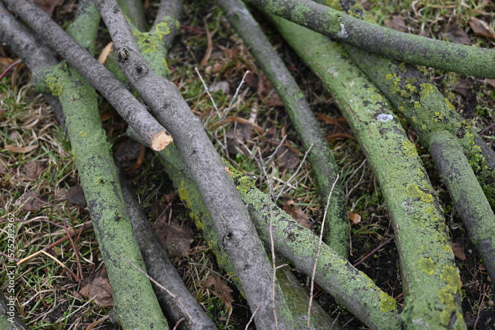spring pruning of trees, cut tree trunks, moss-covered arbor trunks ...