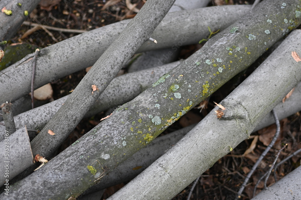 spring pruning of trees, cut tree trunks, moss-covered arbor trunks ...