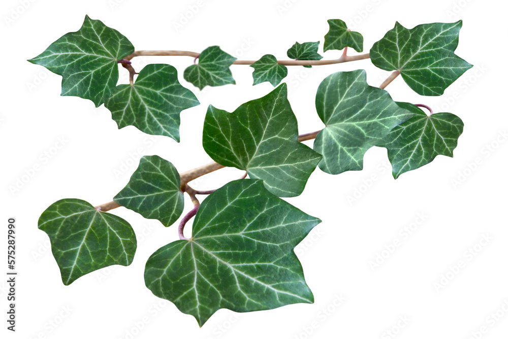Efeu und Hintergrund transparent PNG cut out Stock Photo | Adobe Stock