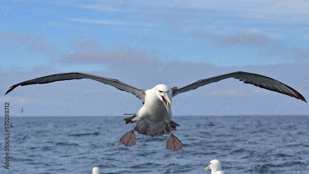 Adult White-capped albatross or White-capped Mollymawk (Thalassarche ...