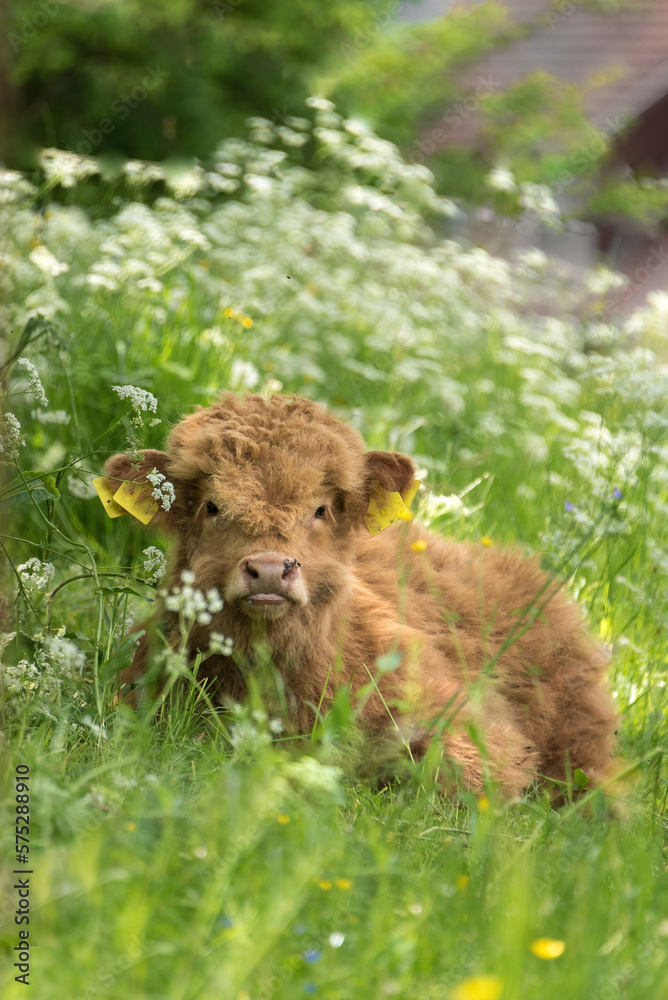 Scottish Highland Cattle Baby