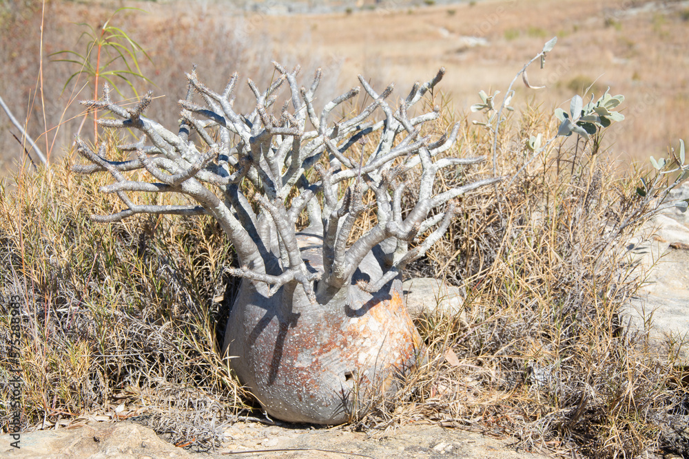 Pachypodium rosulatum, common name elephant's foot plant, Isalo ...