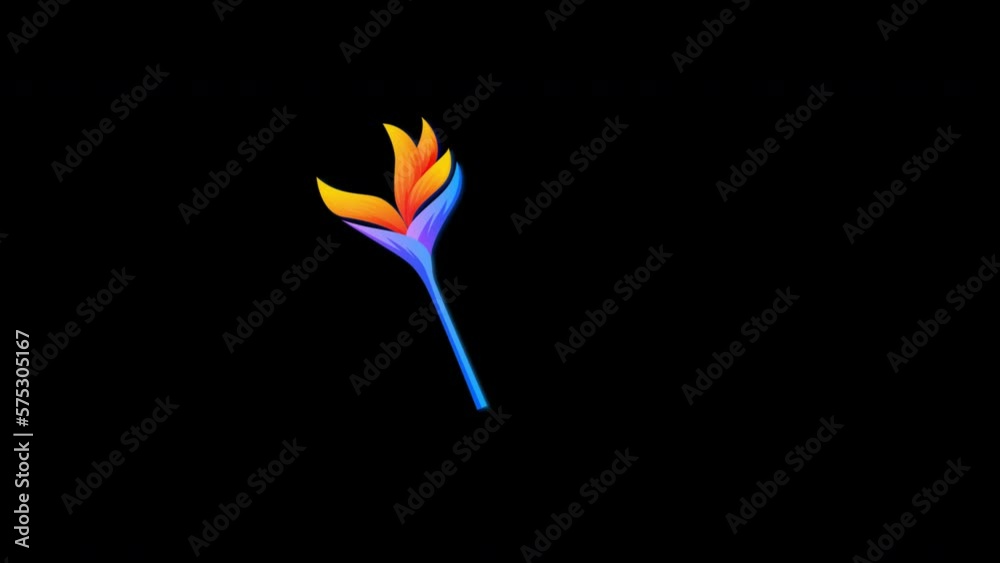 flower bud Bird of paradise loop Animation video transparent background ...