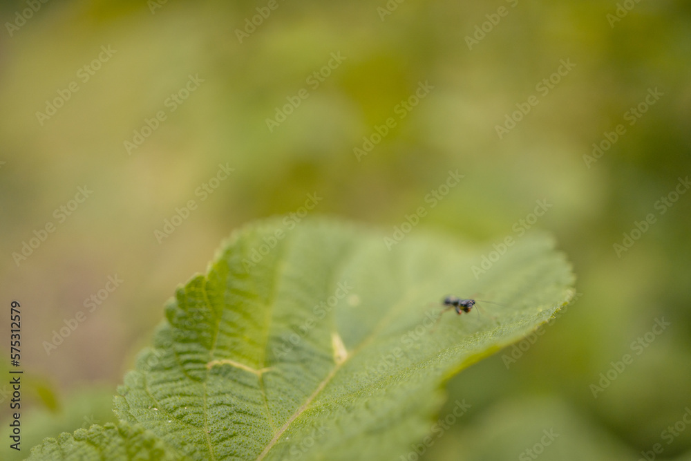 Macro photo of little baby spider over the branch and green leaf when ...