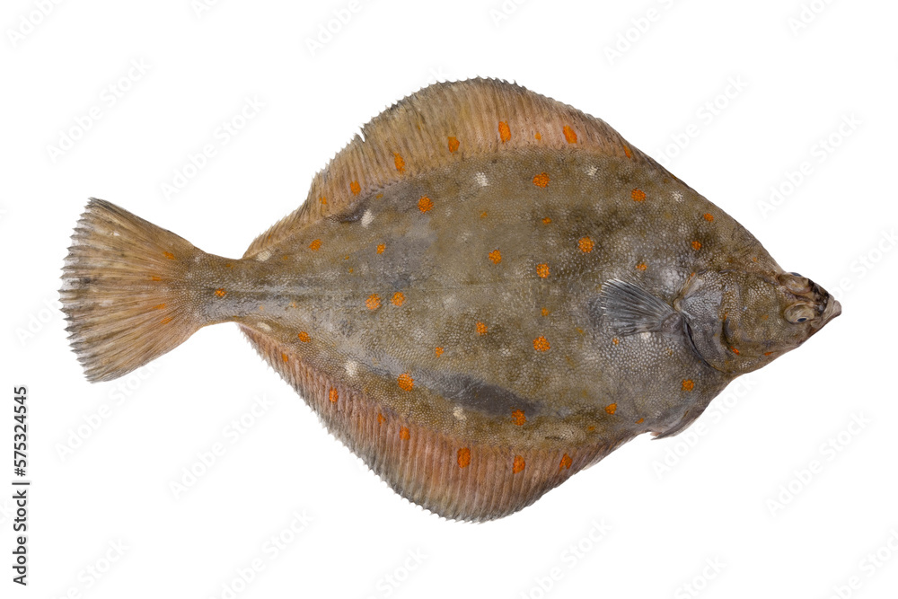 Plaice fish isolated on white background. Fresh flounder. Seafood ...