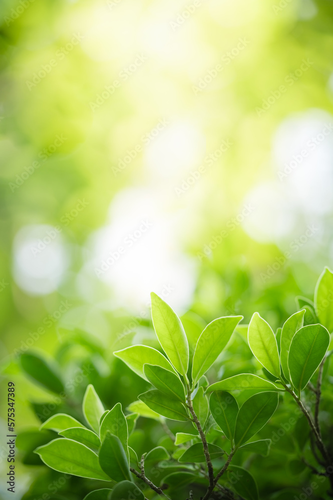 Nature Wallpaper Light Green Background