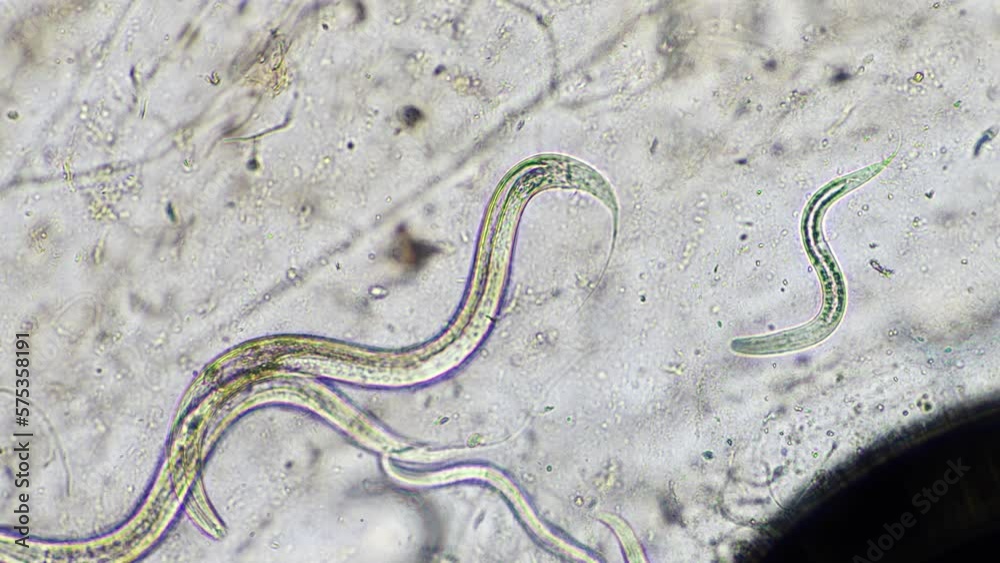soil microorganisms including nematode, microarthropods, micro ...