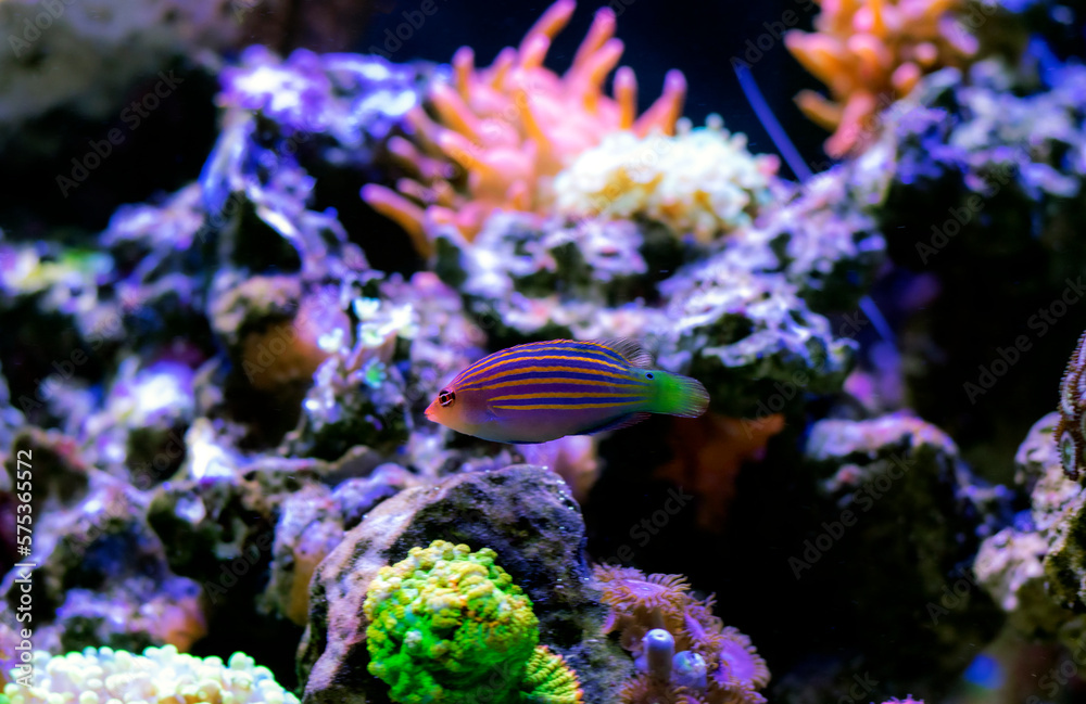 Six-line wrasse - (Pseudocheilinus hexataenia) Stock Photo | Adobe Stock