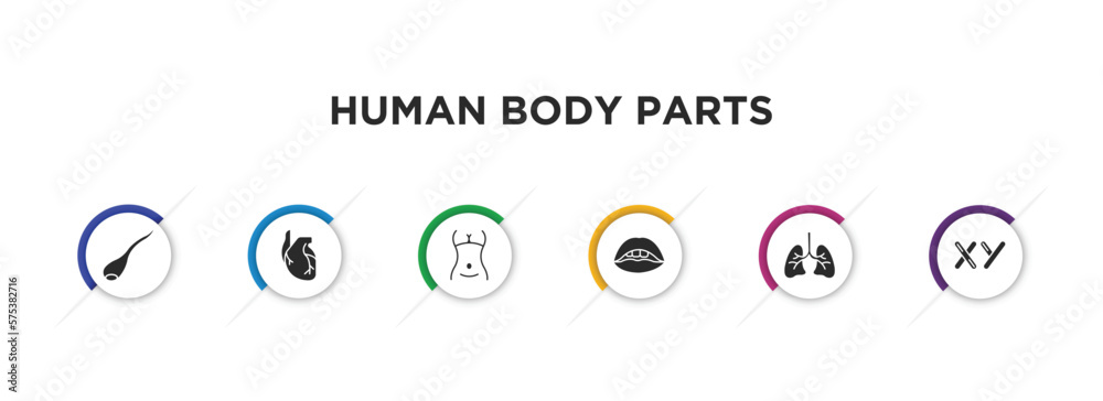 human body parts filled icons with infographic template. glyph icons ...