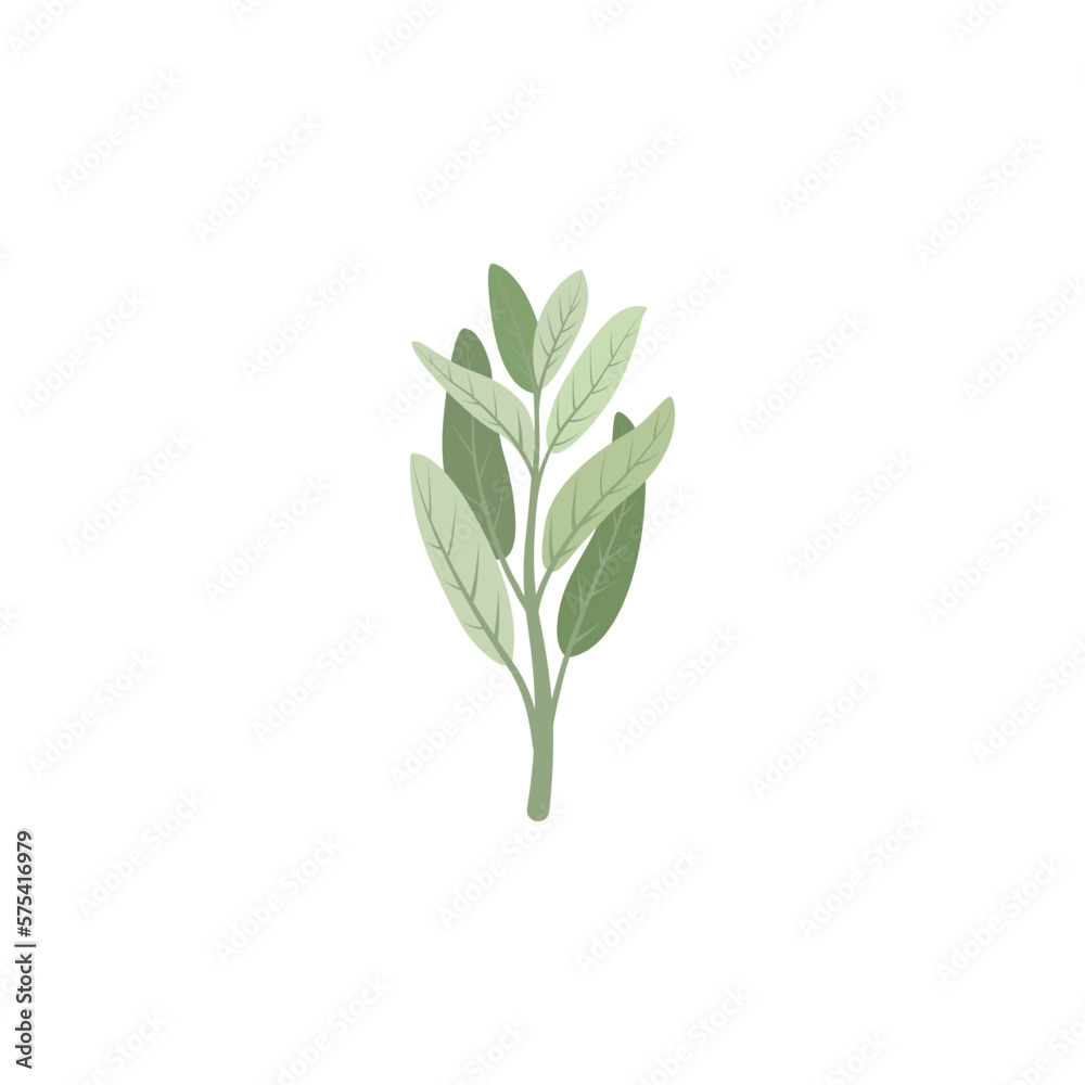 Sage. Sage branch and leaves. Vector illustration isolated on white ...