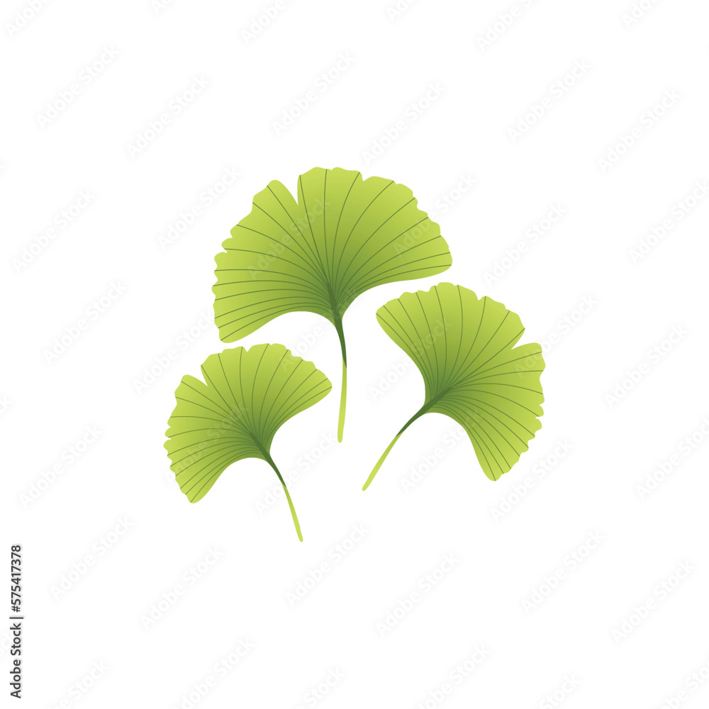 Gingo biloma leaves, commonly known as ginkgo or gingko, maidenhair ...