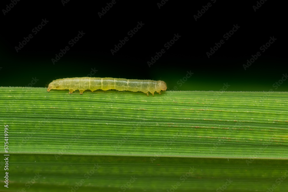 Rice leaf folder caterpillar on the leaf of rice plant. This ...