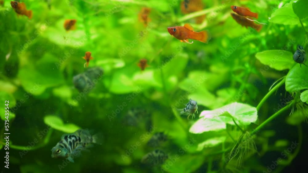 A beautiful silver scalar fish or angelfish with a long tail swims in ...