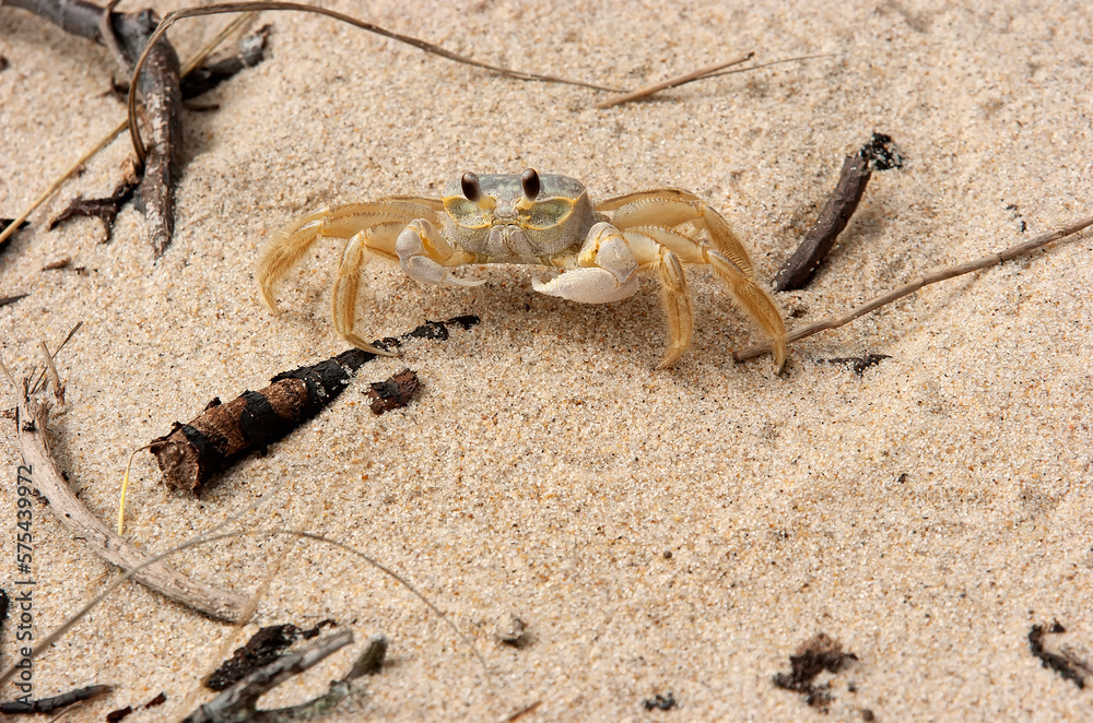 Sand crab in the coastal dunes; Virginia Beach, Virginia Stock Photo ...