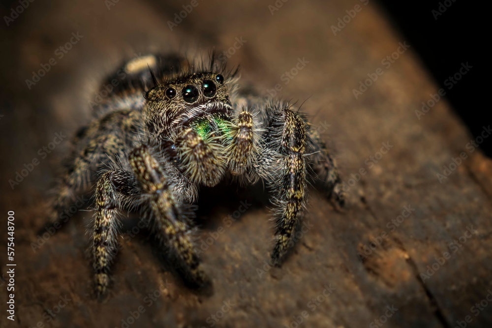 The Magnificent Bold Jumping Spider! Look at those inquisitive eyes ...