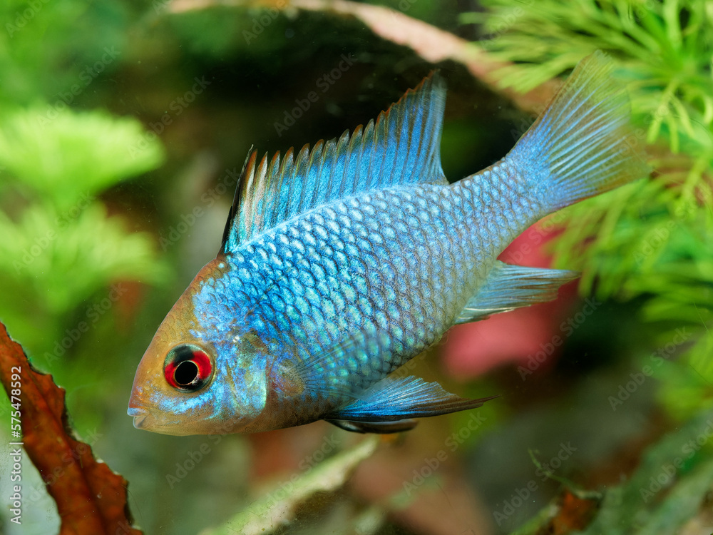 Female Electric Blue Ram dwarf cichlid (Mikrogeophagus ramirezi), side ...