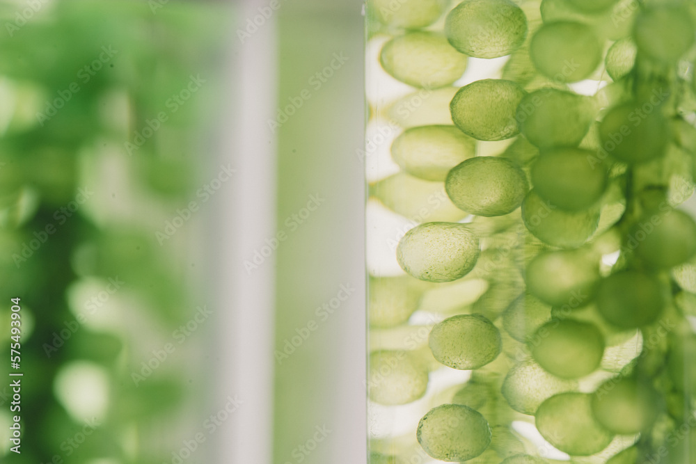 close up of process production and experiment of fuel. Photobioreactor ...
