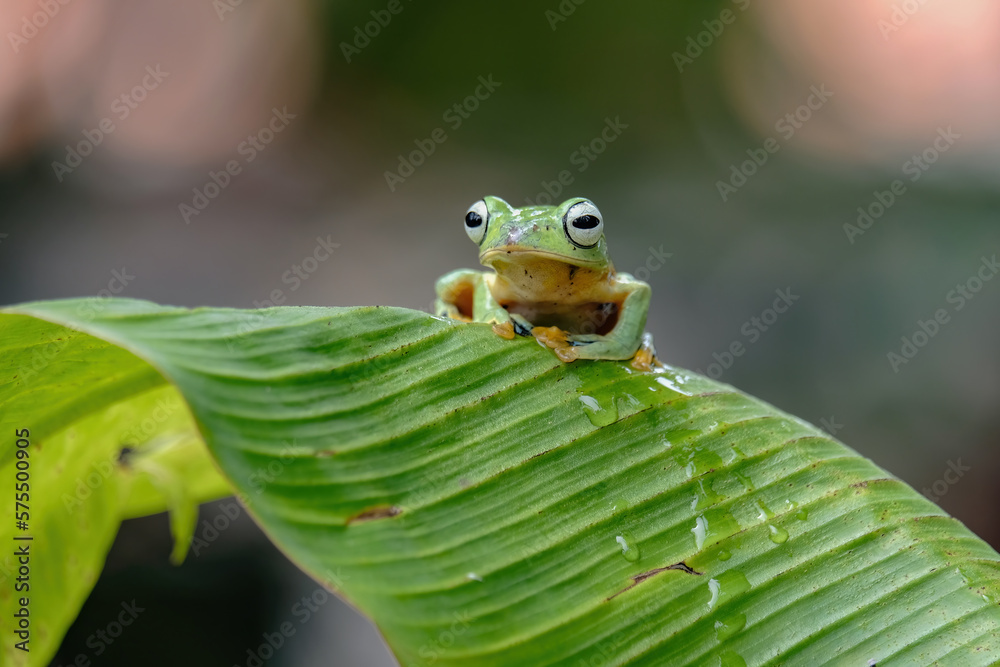 Green Tree Frog Wallpaper