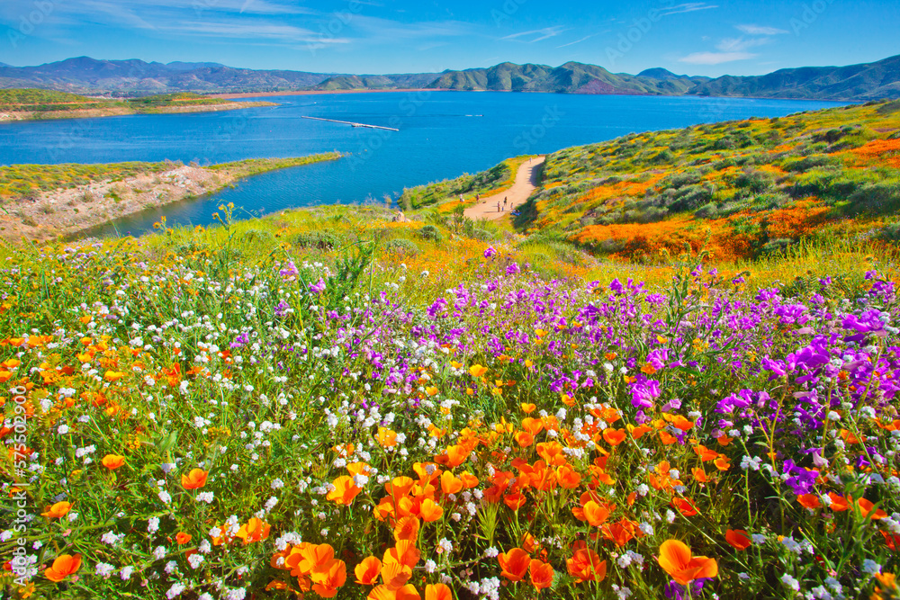 Stunning and colorful wildflower bloom at Diamond Valley Lake in ...