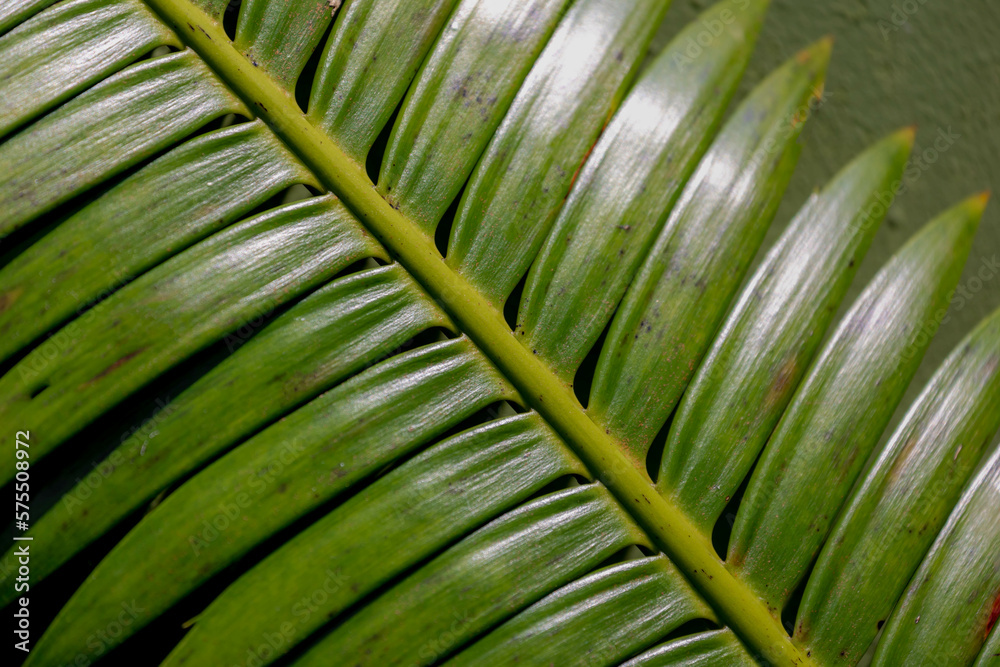 Selective focus green leaves of Cycas revoluta in the garden with ...