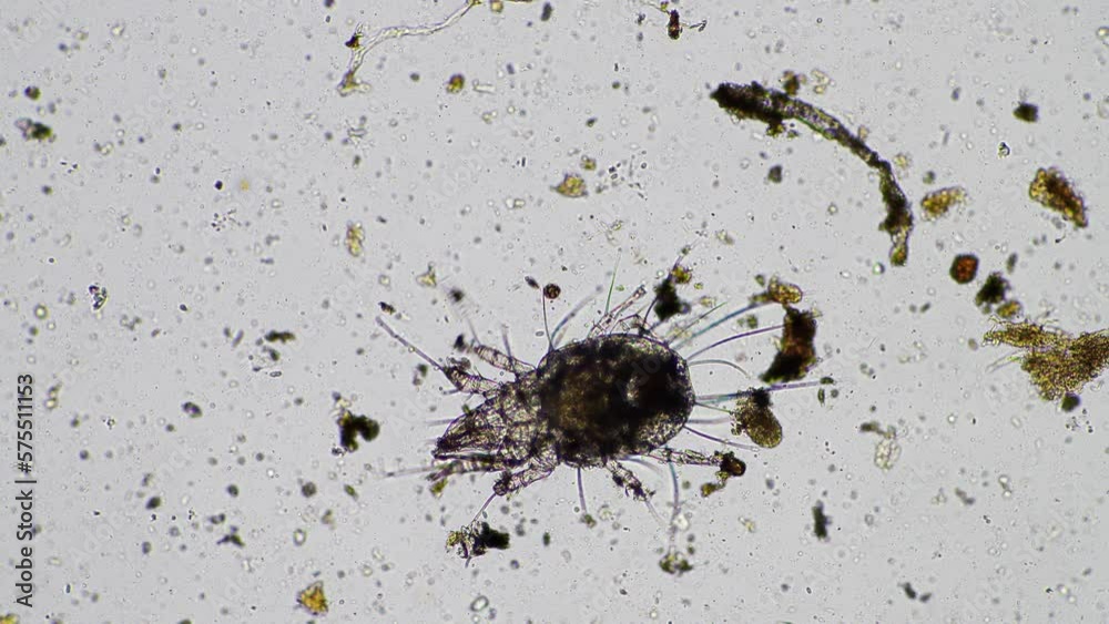 soil microorganisms nematode, microarthropods, micro arthropod ...