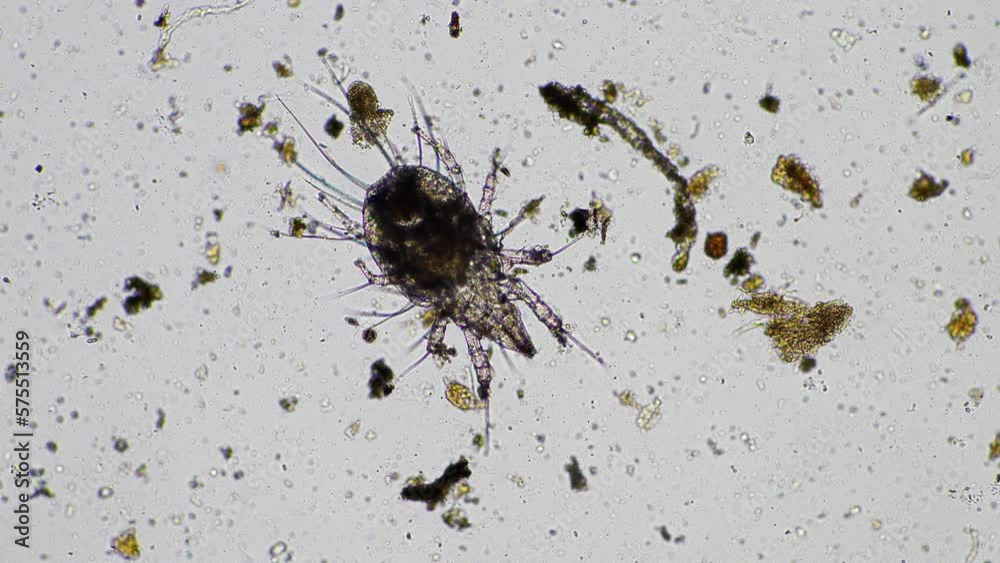 soil microorganisms including microarthropods, micro arthropod ...