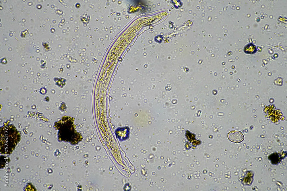 microorganisms and soil biology, with nematodes and fungi under the ...