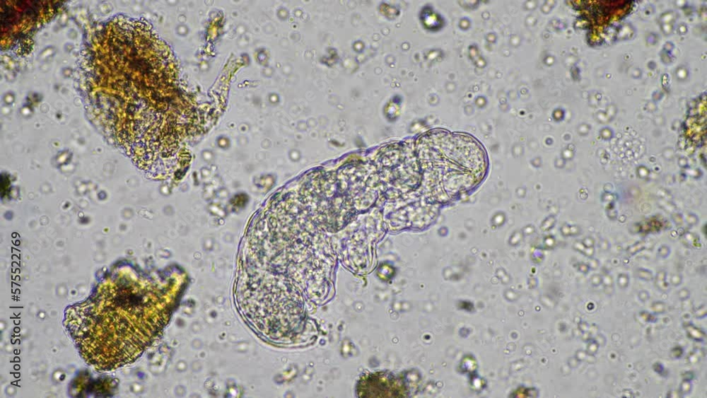 soil microorganisms nematode, microarthropods, micro arthropod ...