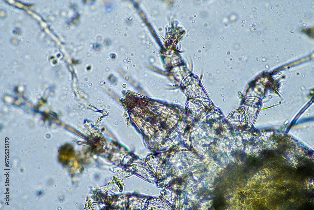 soil microorganisms including nematode, microarthropods, micro ...