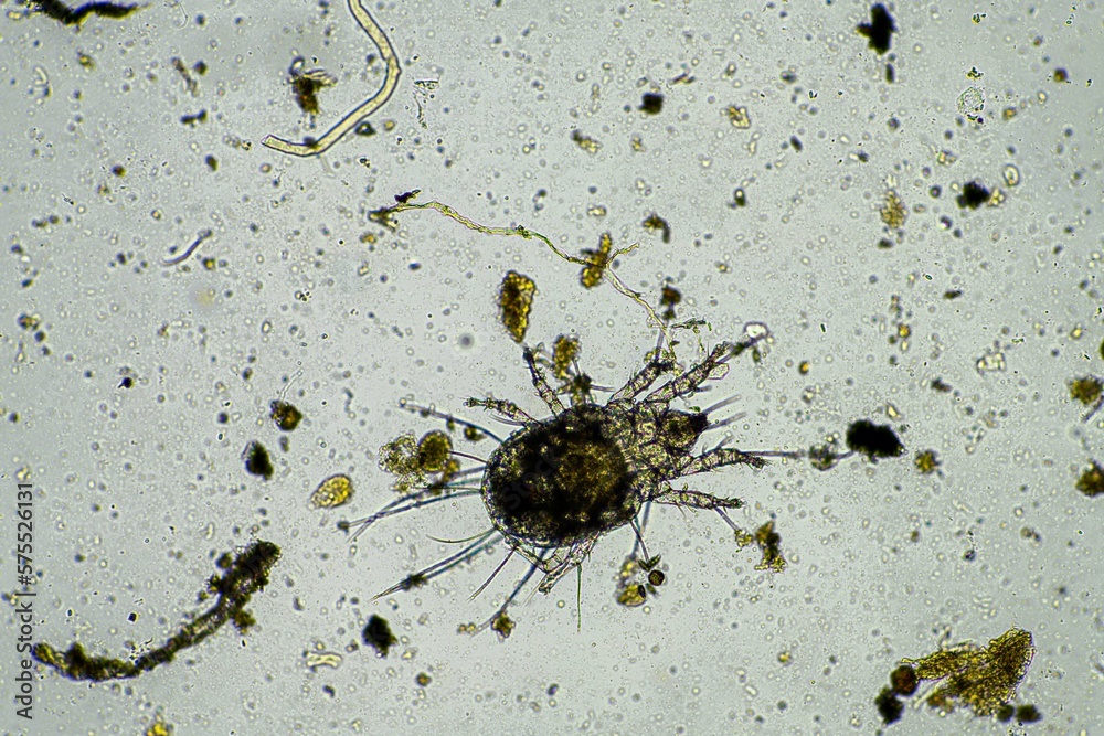 Poster soil parasite in a sample under the microscope on a farm in ...