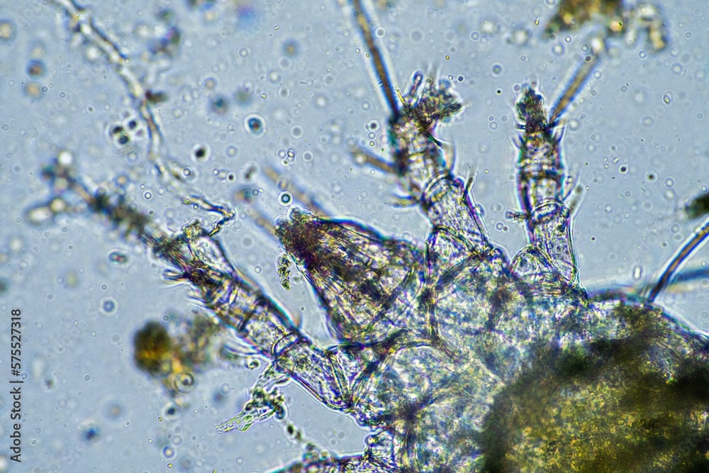 soil microorganisms including microarthropods, micro arthropod ...