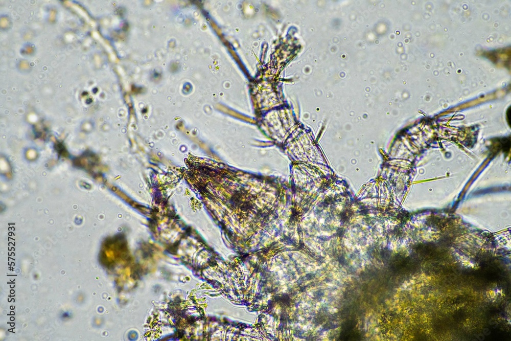 soil microorganisms including microarthropods, micro arthropod ...