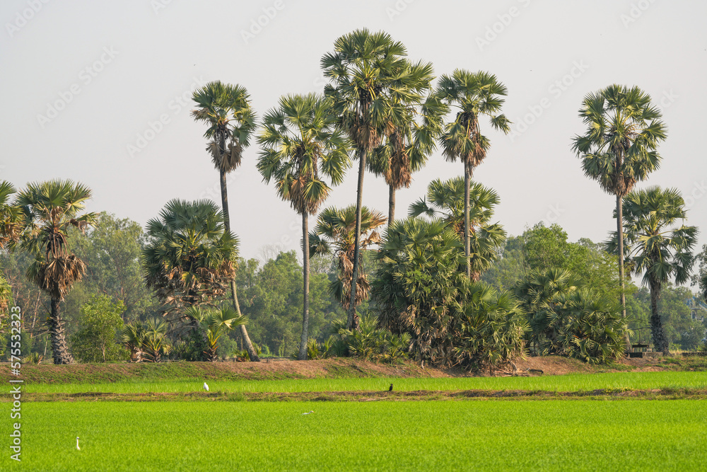 Viewed from the green fields, there were only many large palm trees ...