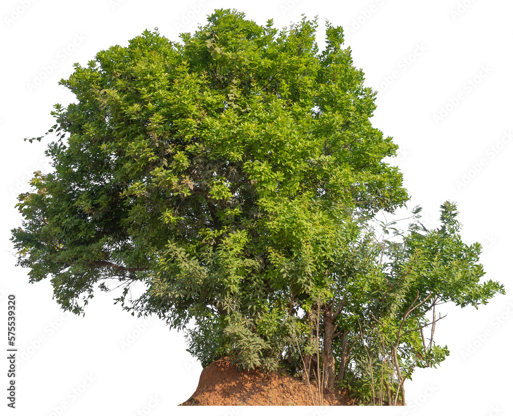 PNG tree with removed original background for easy to drag and drop in ...