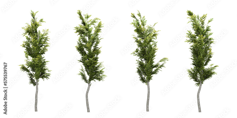 Set of green trees in transparent background, use for visualization in ...